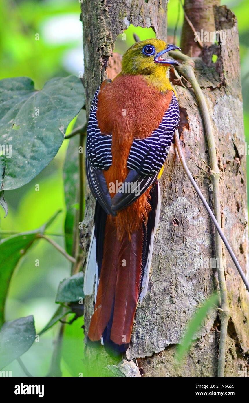 orange breasted trogan birds Stock Photo - Alamy