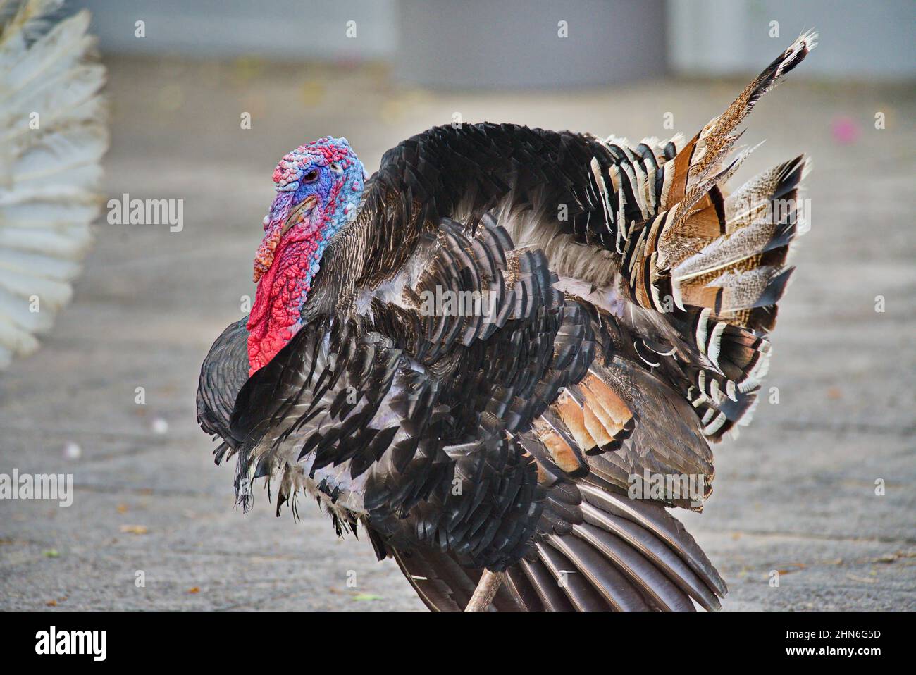 strange looking turkey bird Stock Photo - Alamy