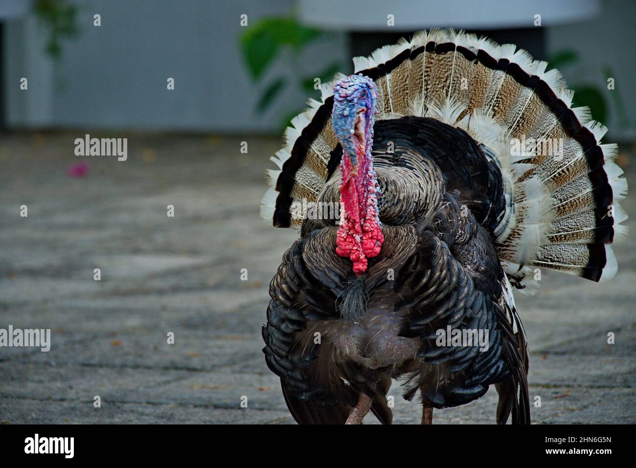 strange looking turkey bird Stock Photo - Alamy