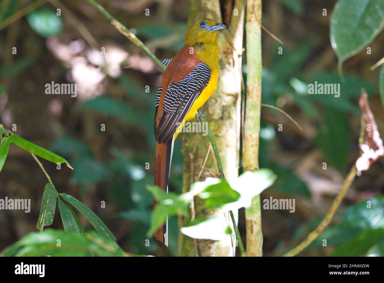 Trogan bird hi-res stock photography and images - Alamy