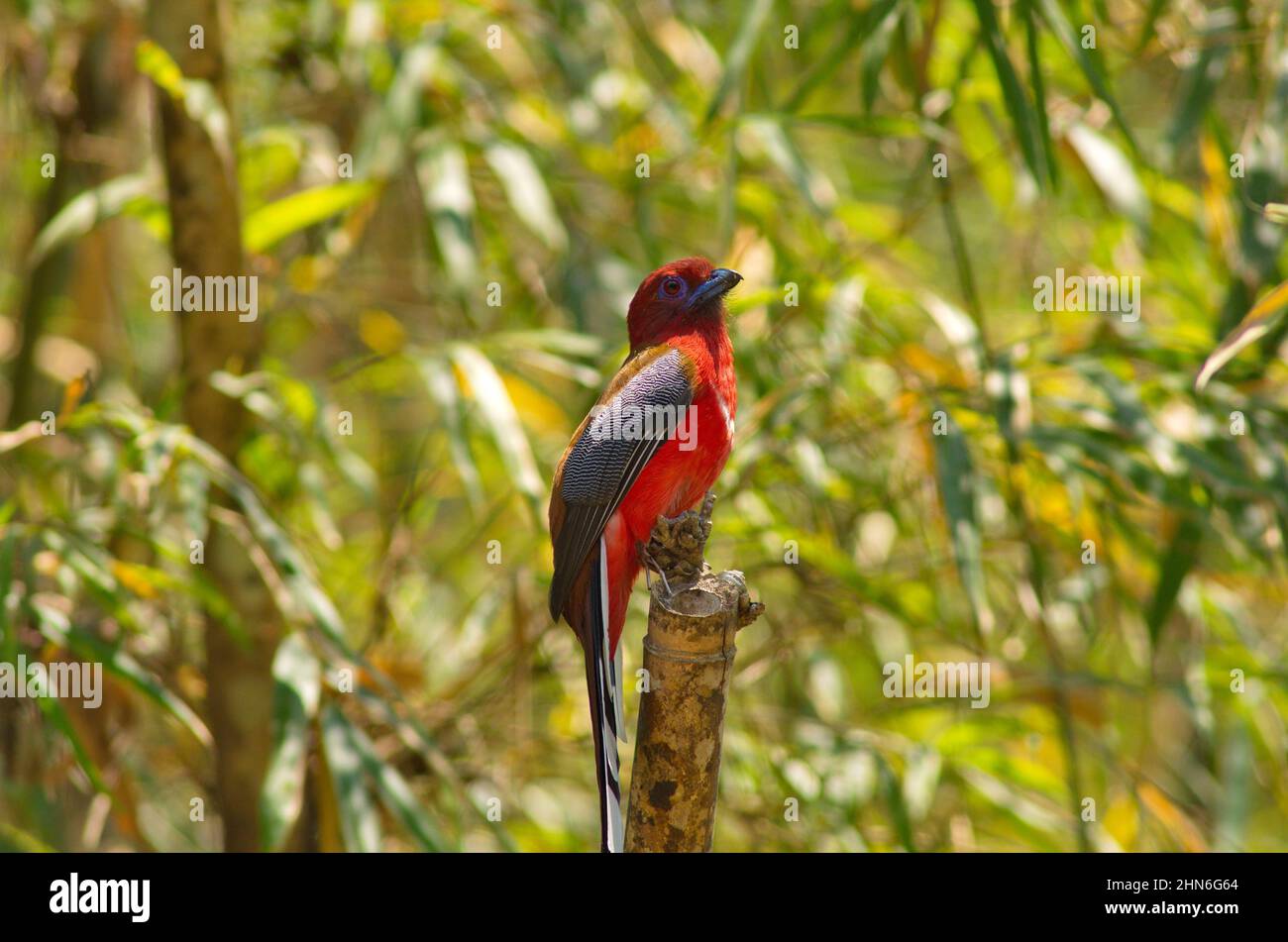 Trogan bird hi-res stock photography and images - Alamy