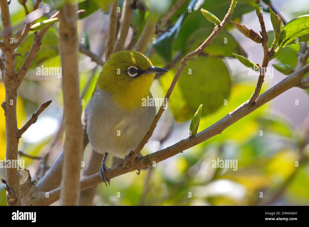 beautiful yellow cute birds Stock Photo - Alamy