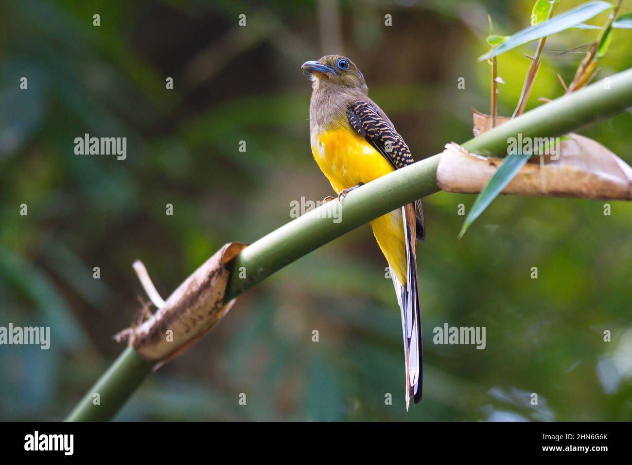 Trogan bird hi-res stock photography and images - Alamy