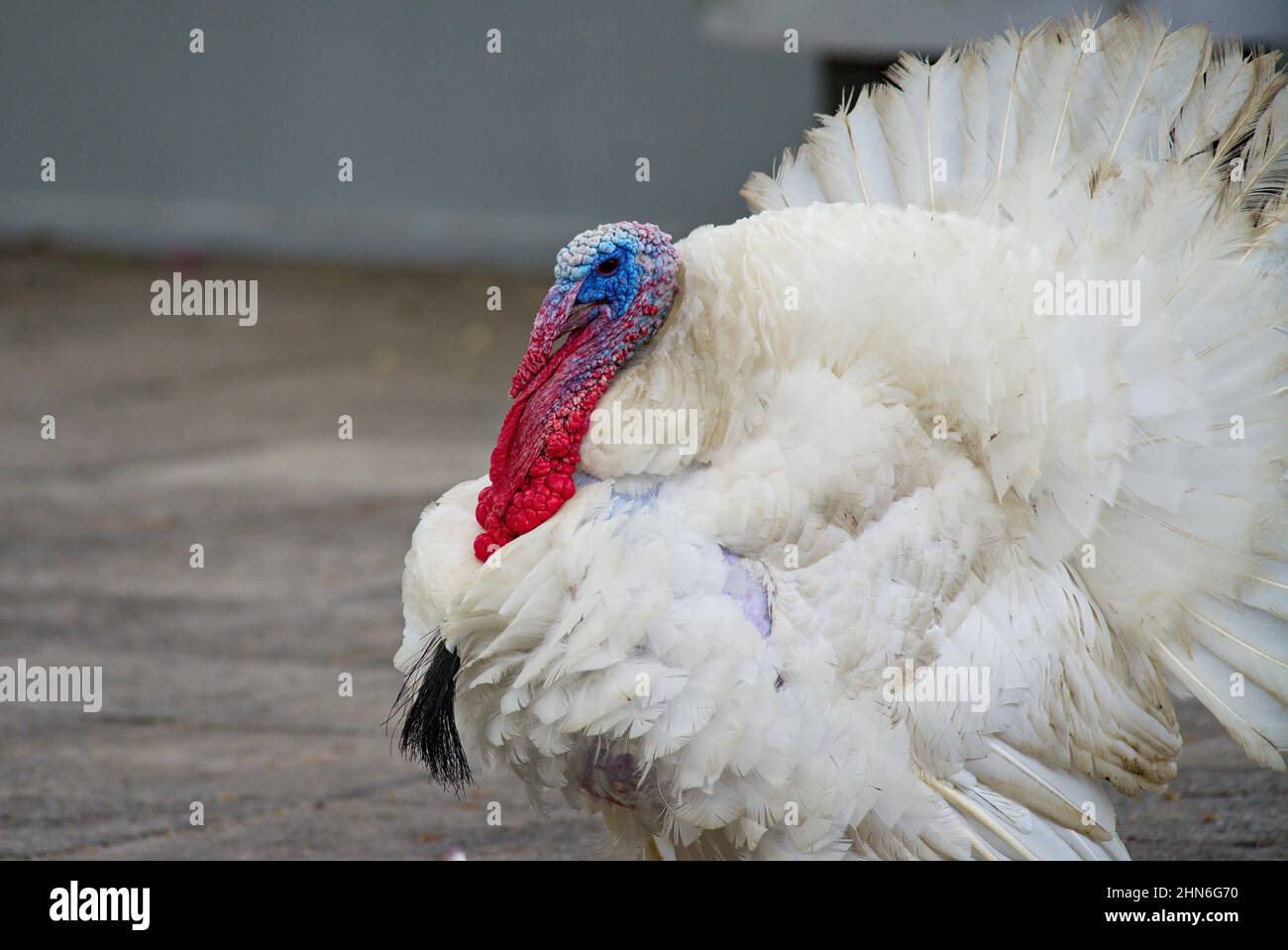strange looking turkey bird Stock Photo - Alamy