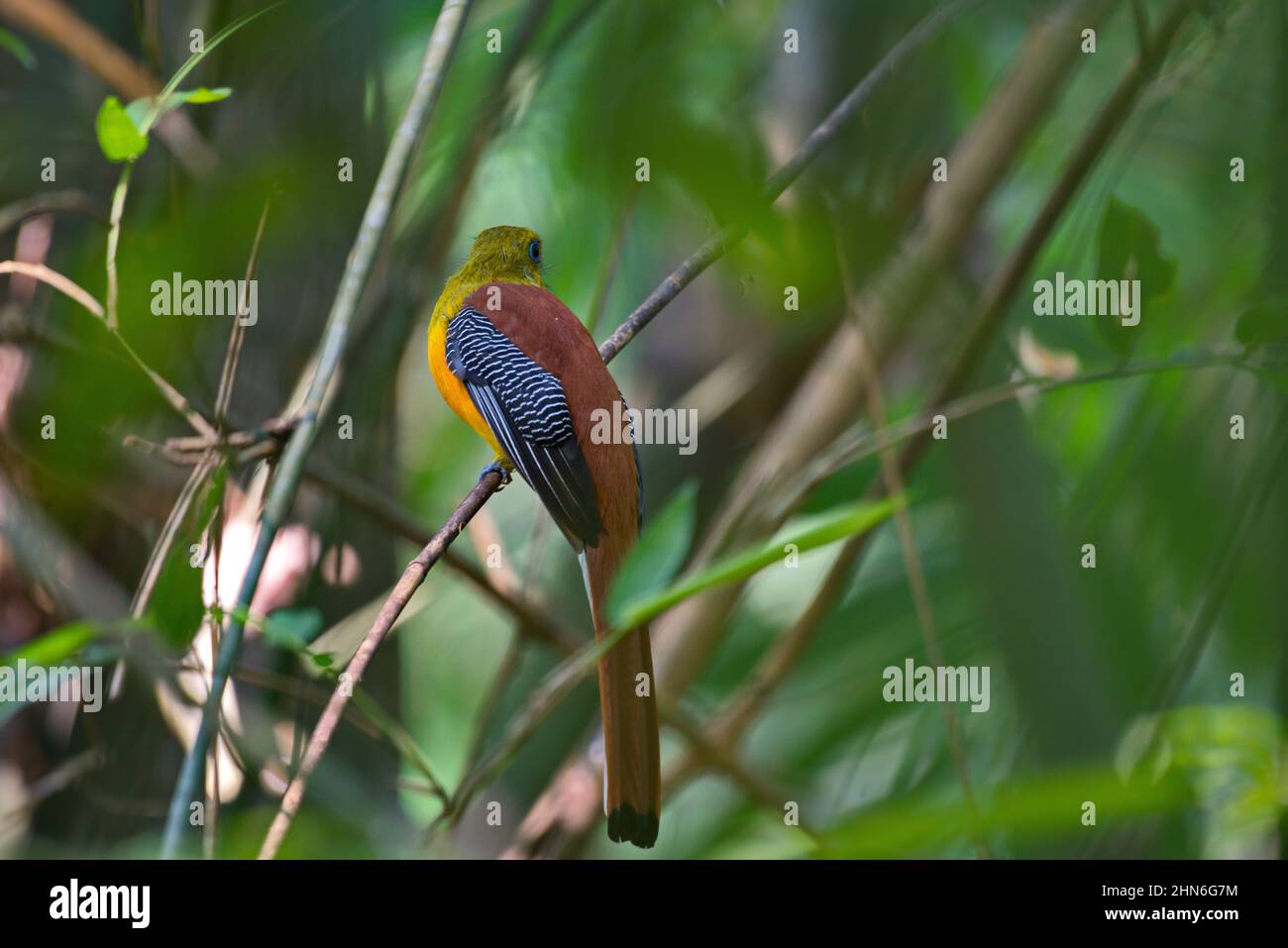 orange breasted trogan birds Stock Photo - Alamy