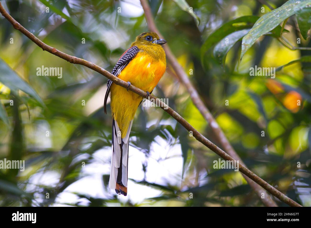 Trogan bird hi-res stock photography and images - Alamy