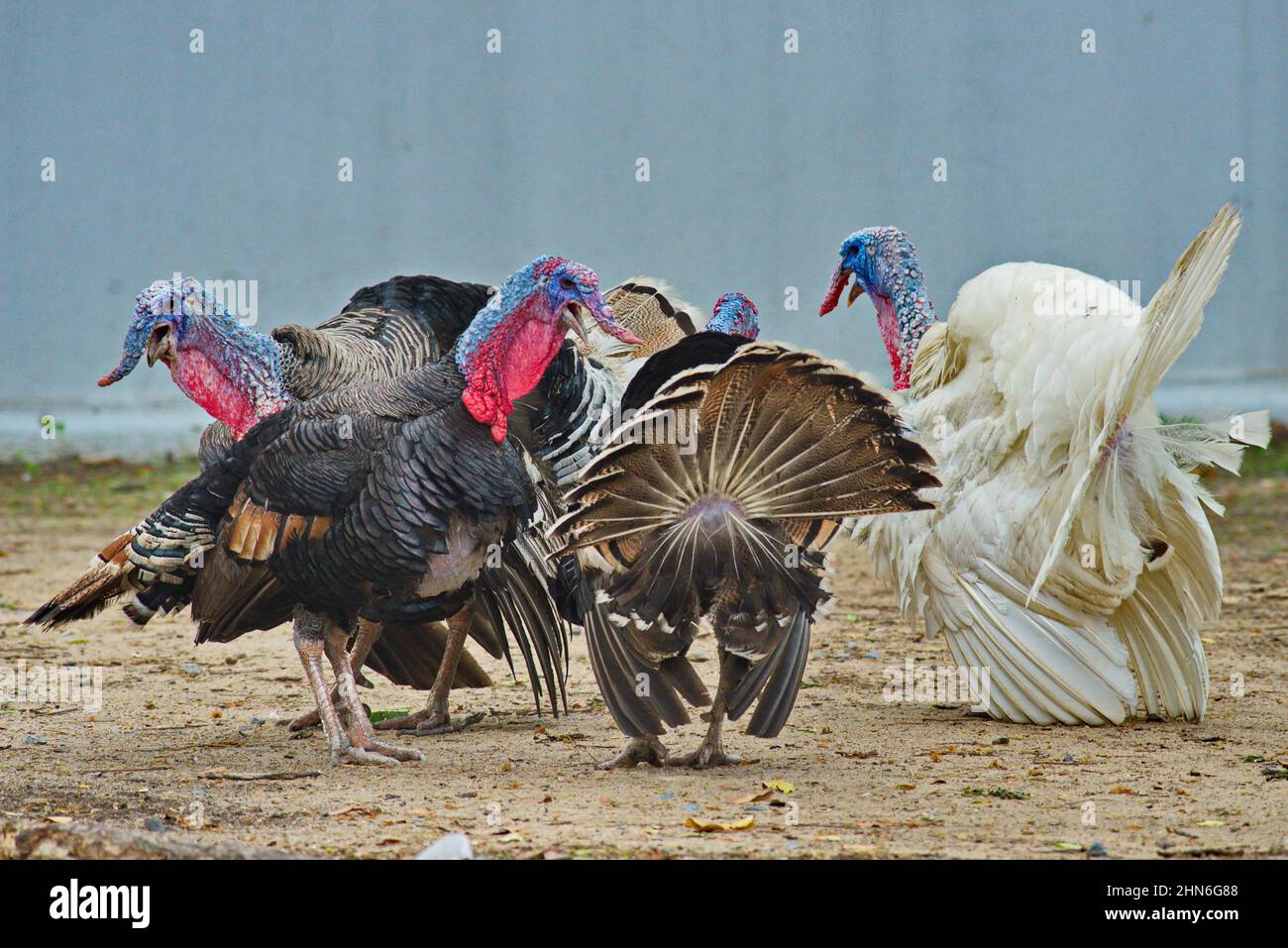 strange looking turkey bird Stock Photo - Alamy