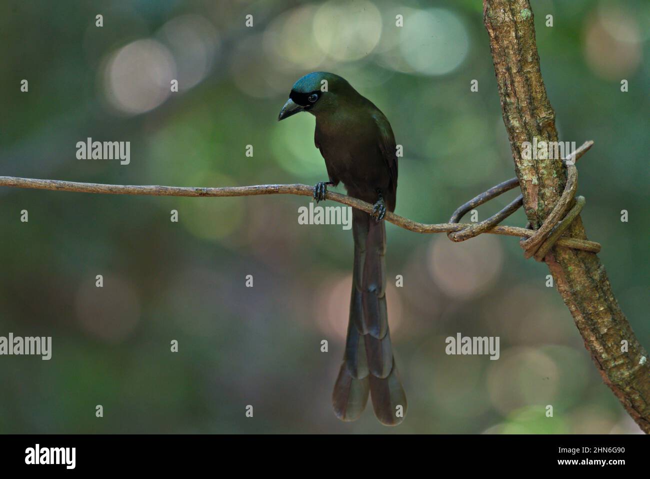 racket tailed treepie birds Stock Photo - Alamy