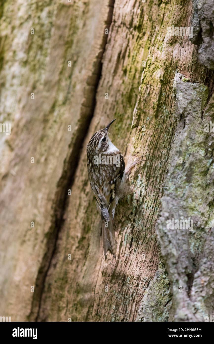 Common treecreeper certhia familiaris hi-res stock photography and ...