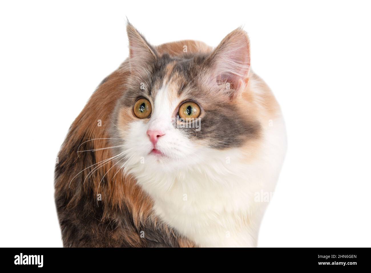 Bright fluffy funny cat isolated on the white background Stock Photo ...