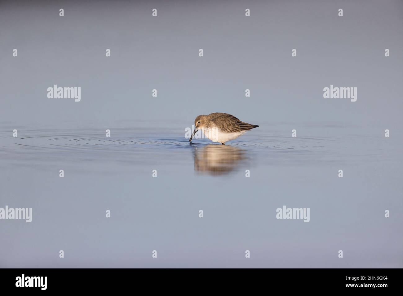 Dunlin (Calidris alpina) winter plumage adult wading, Suffolk, England ...