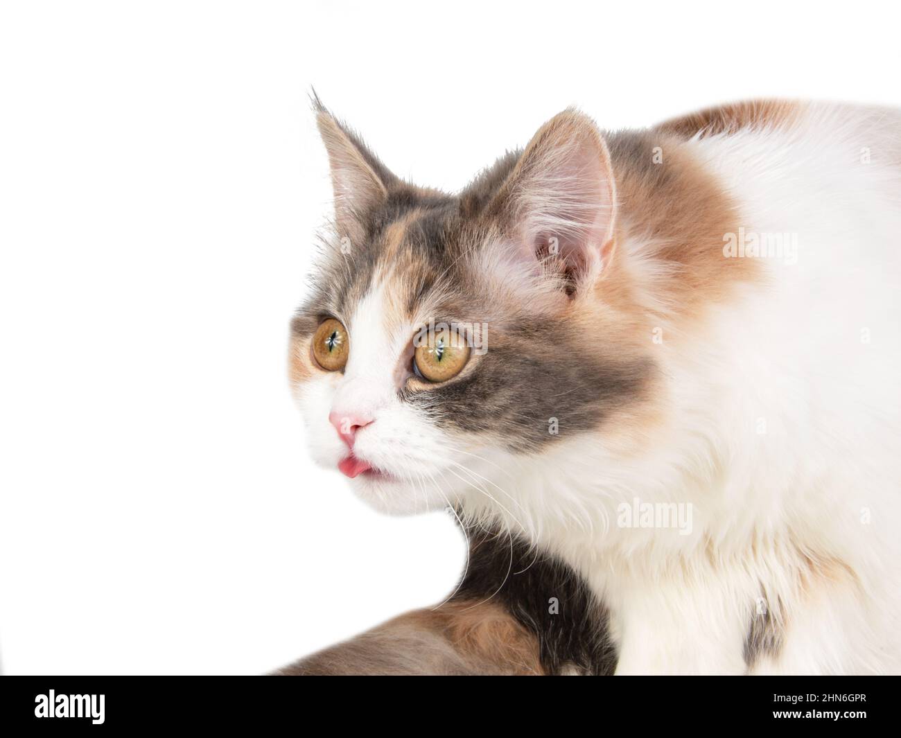 Bright fluffy funny cat isolated on the white background Stock Photo ...