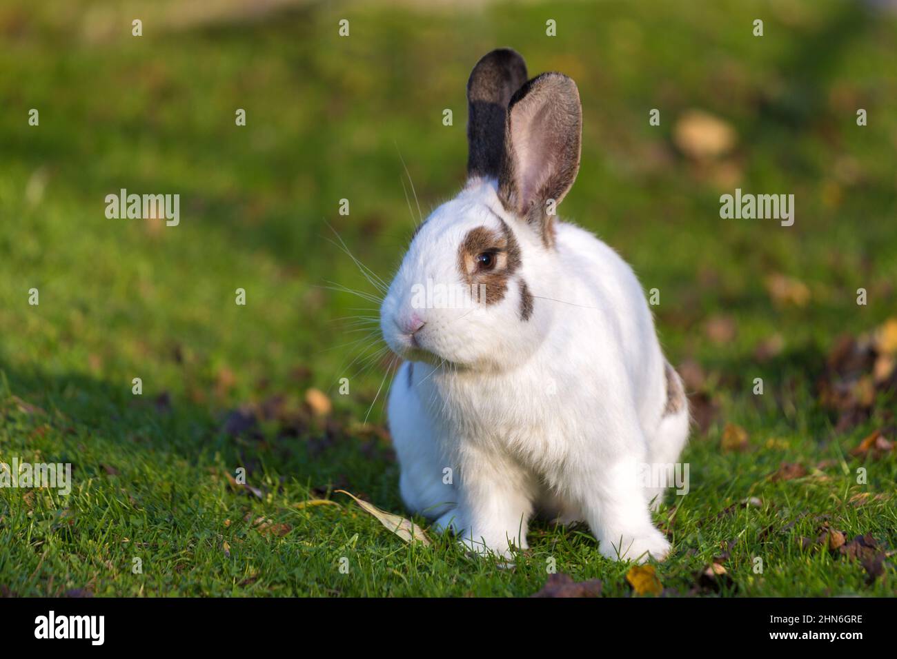 Cute rabbit on the grass in the garden Stock Photo - Alamy