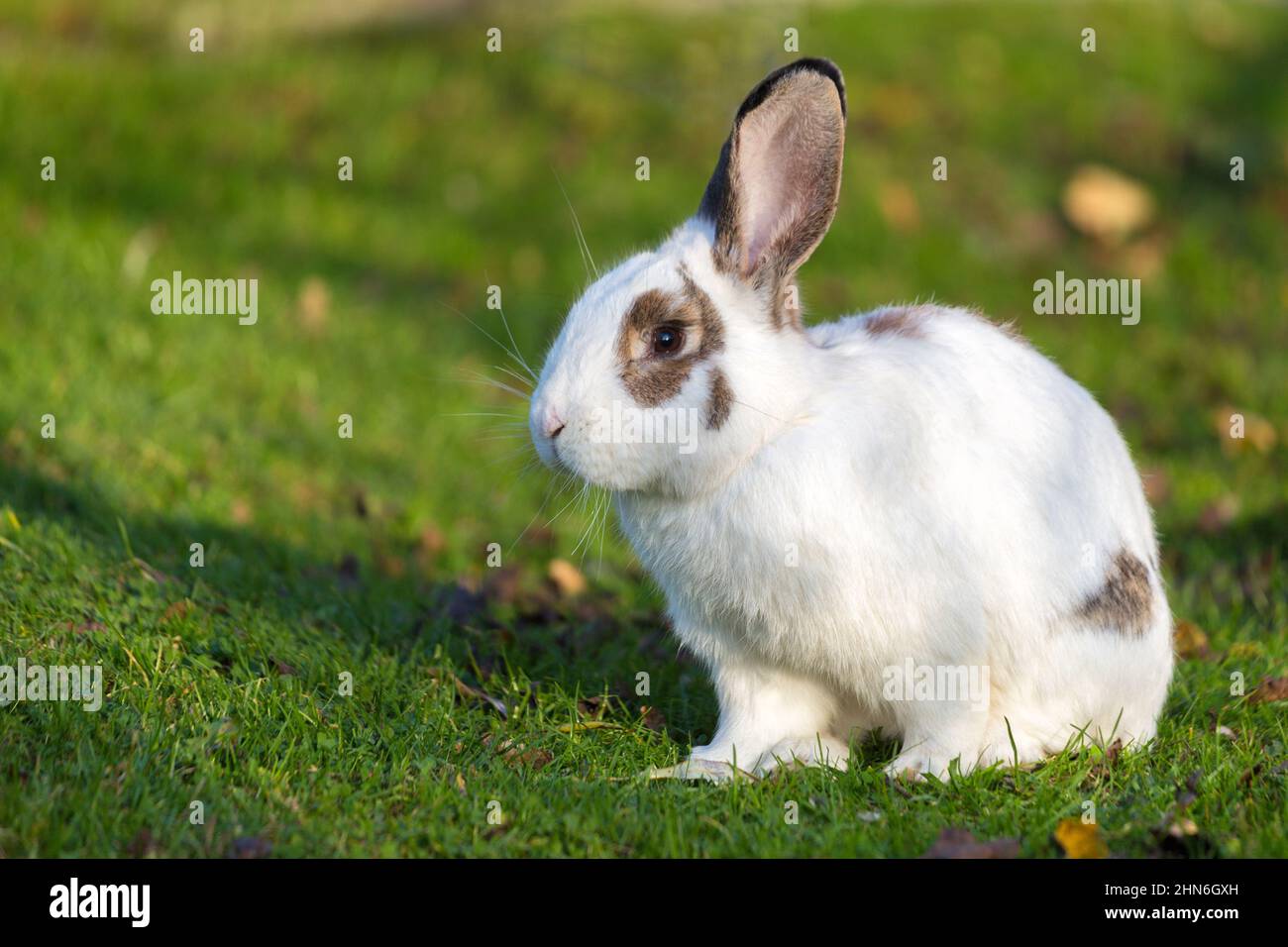Cute rabbit on the grass in the garden Stock Photo - Alamy