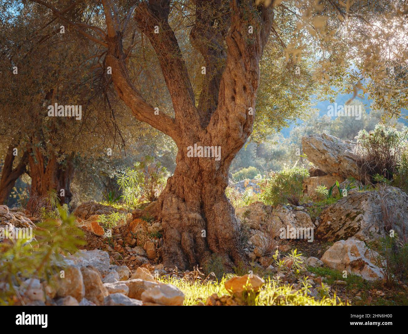 walk in olive grove, Harvest ready to produce extra virgin olive oil ...