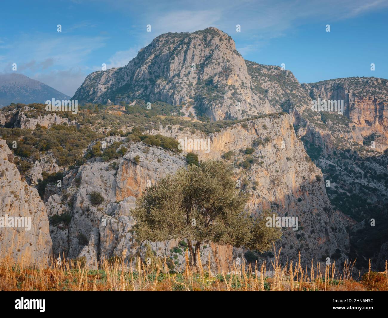 walk in olive grove, over Saklikent canyon Turkey. Large and old ...