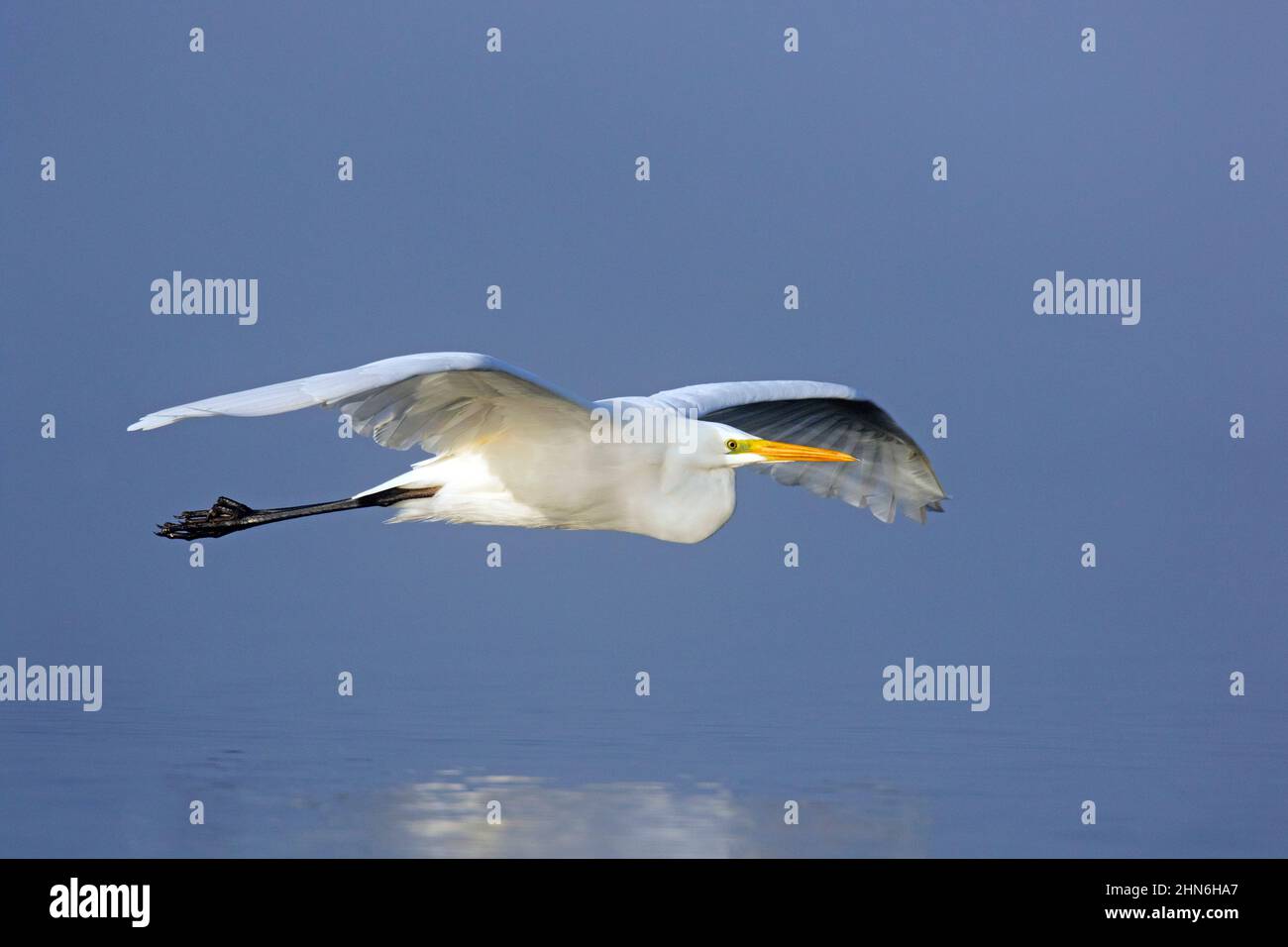 Great white egret / common egret (Ardea alba / Egretta alba) in non ...