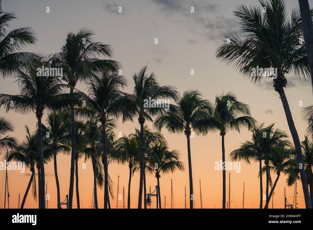 palms tropical views sunset beach miami Stock Photo - Alamy