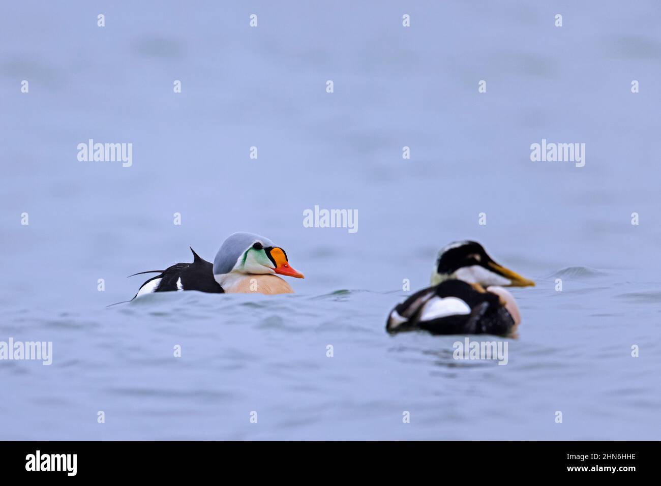 King eider (Somateria spectabilis) and common eider (Somateria ...