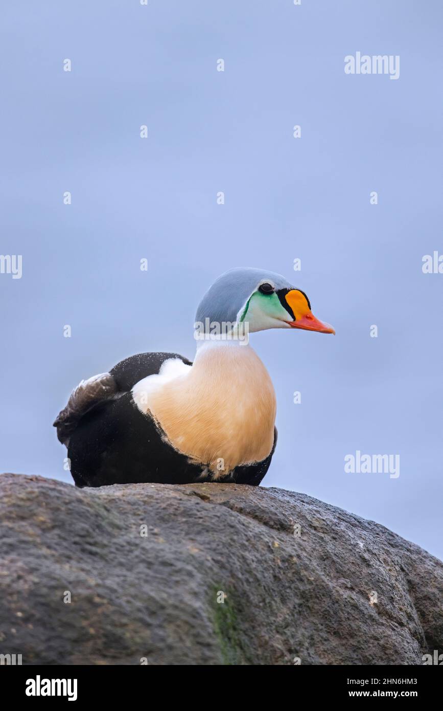King eider (Somateria spectabilis / Anas spectabilis) sea duck male in ...
