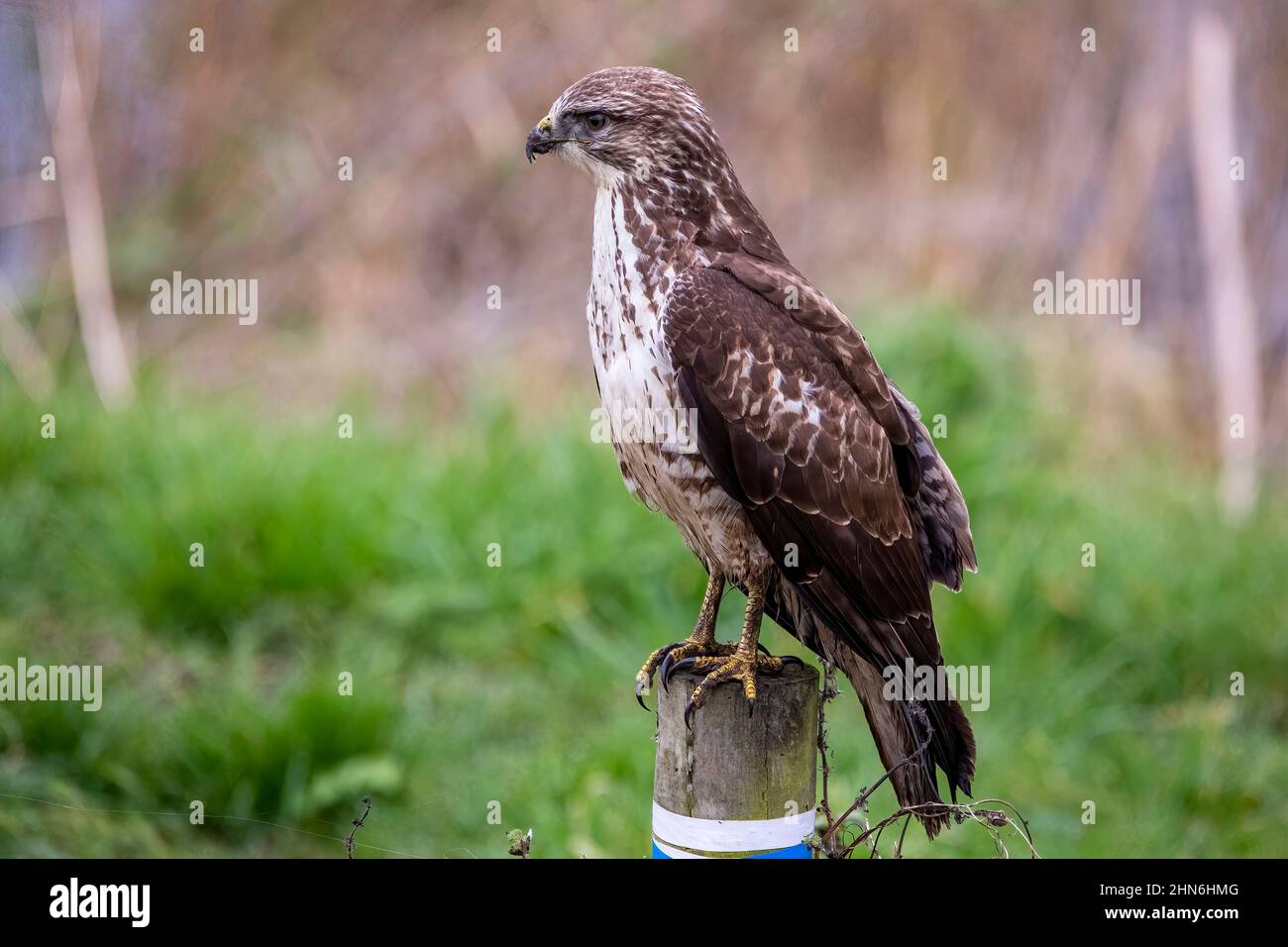 Buzzard uk hi-res stock photography and images - Alamy