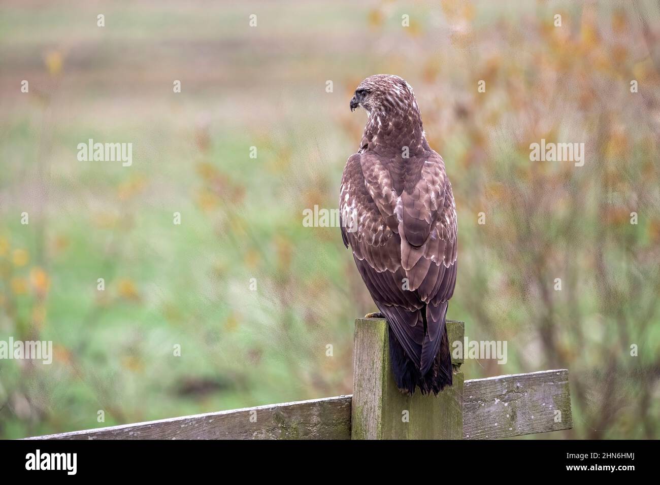 Buzzard common uk hi-res stock photography and images - Alamy