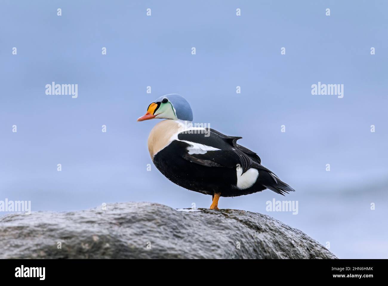 King eider (Somateria spectabilis / Anas spectabilis) sea duck male in ...