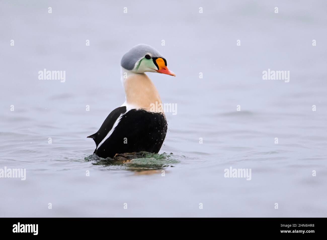 King eider (Somateria spectabilis / Anas spectabilis) sea duck male in ...