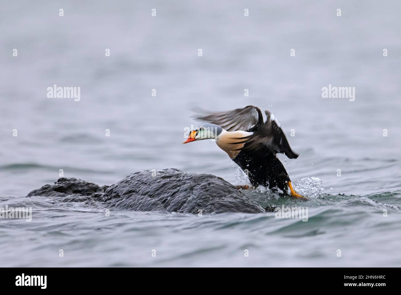King eider (Somateria spectabilis / Anas spectabilis) sea duck male in ...