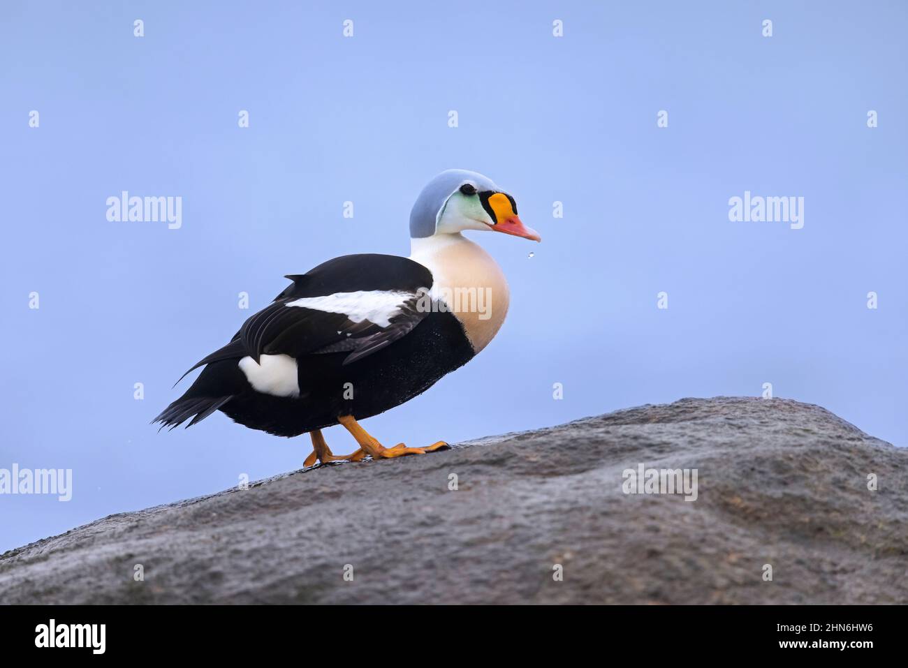 King eider (Somateria spectabilis / Anas spectabilis) sea duck male in ...
