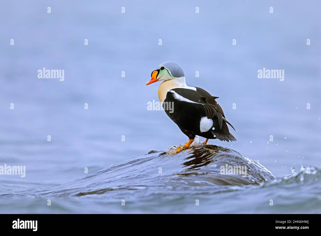 King eider (Somateria spectabilis / Anas spectabilis) sea duck male in ...