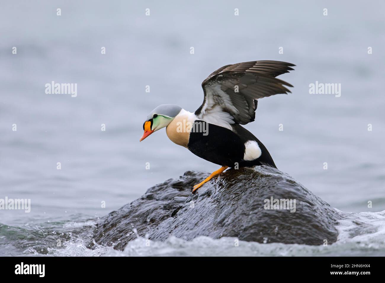 King eider (Somateria spectabilis / Anas spectabilis) sea duck male in ...