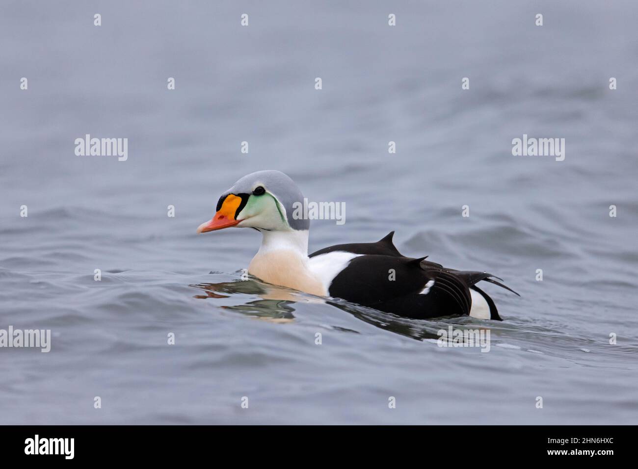 King eider (Somateria spectabilis / Anas spectabilis) sea duck male in ...