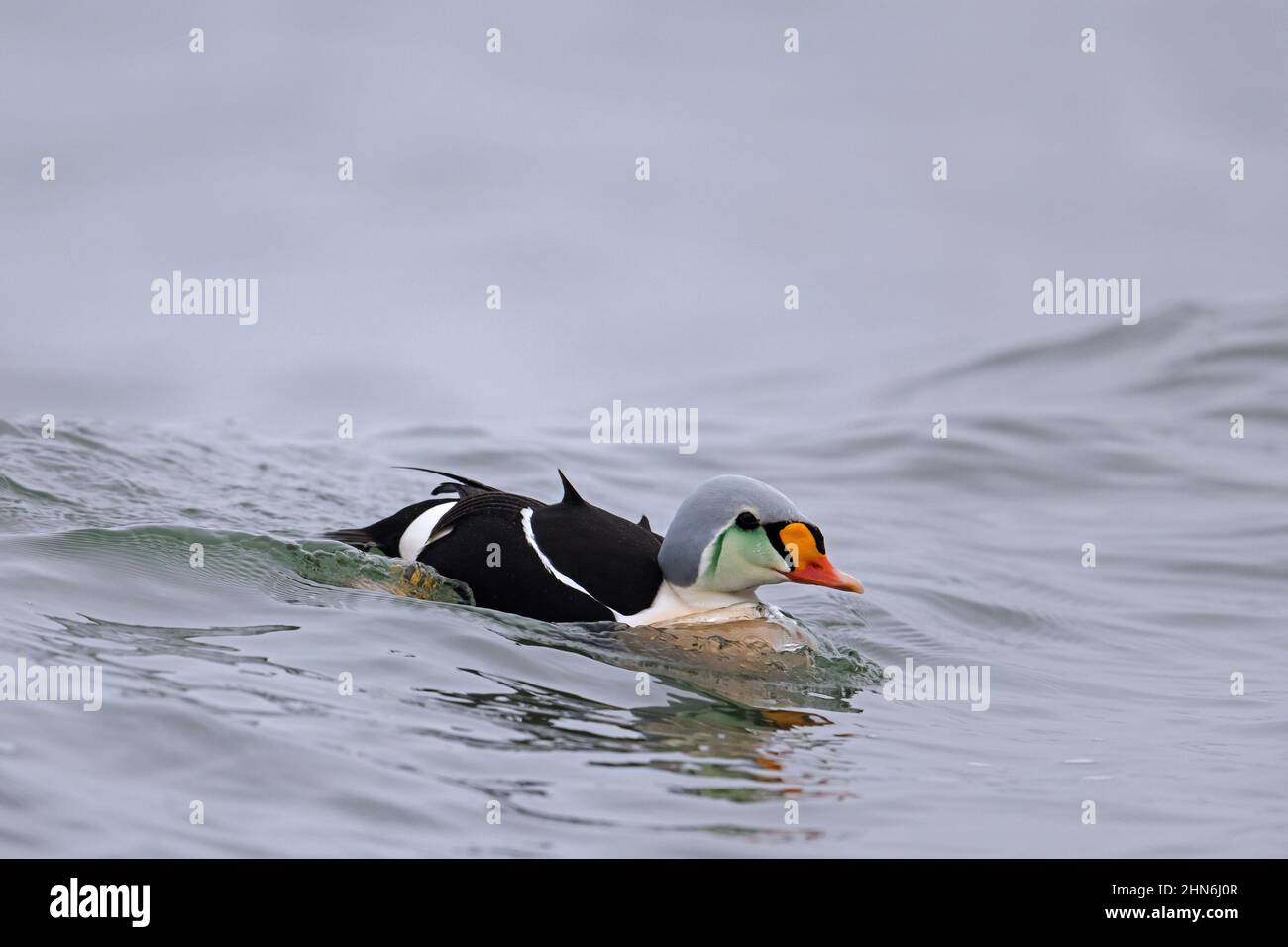 King eider (Somateria spectabilis / Anas spectabilis) sea duck male in ...