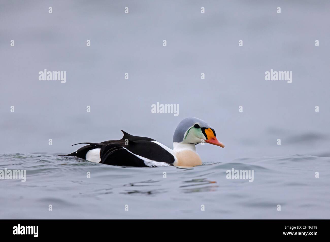 King eider (Somateria spectabilis / Anas spectabilis) sea duck male in ...
