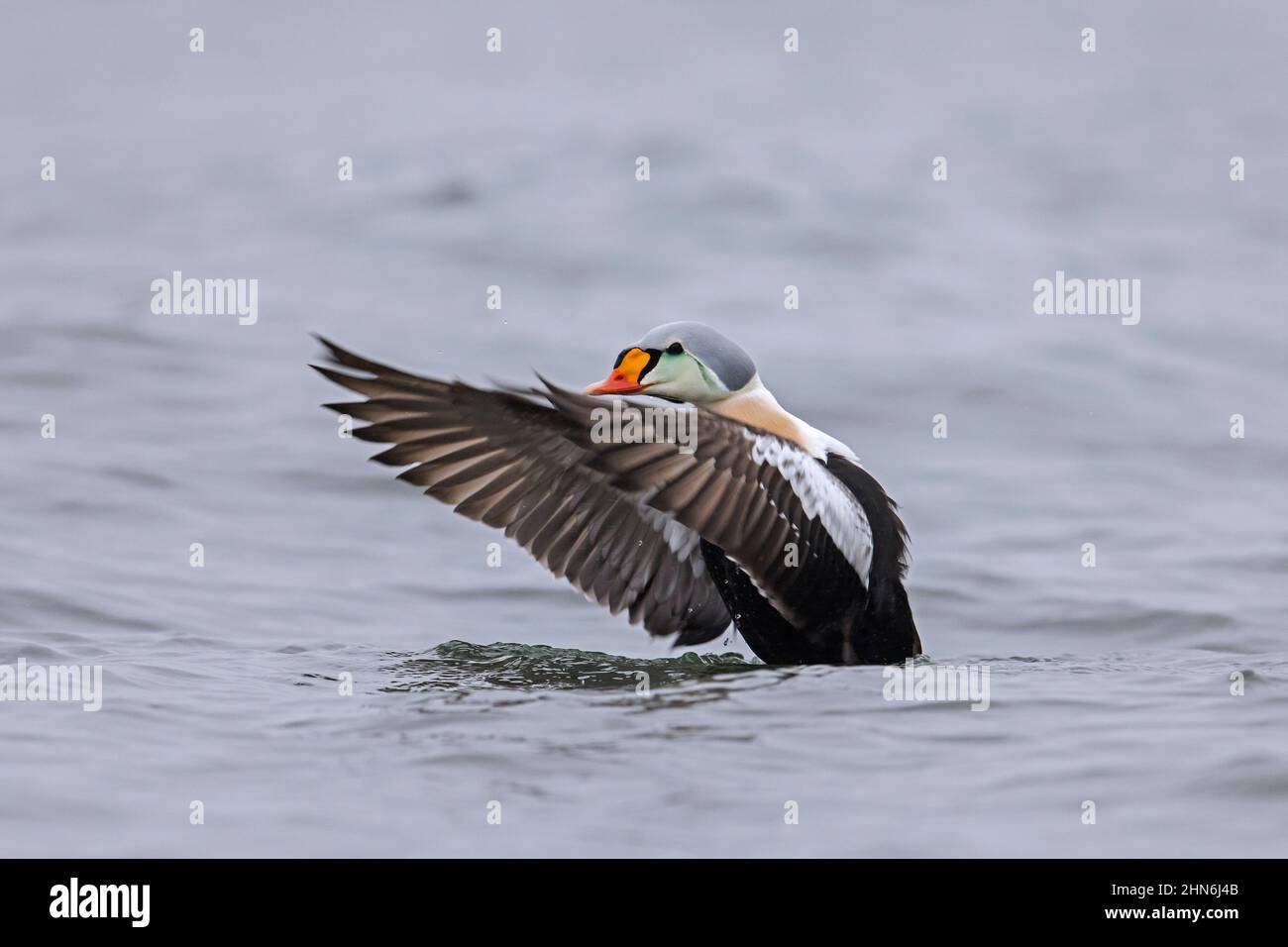 King eider (Somateria spectabilis / Anas spectabilis) sea duck male in ...