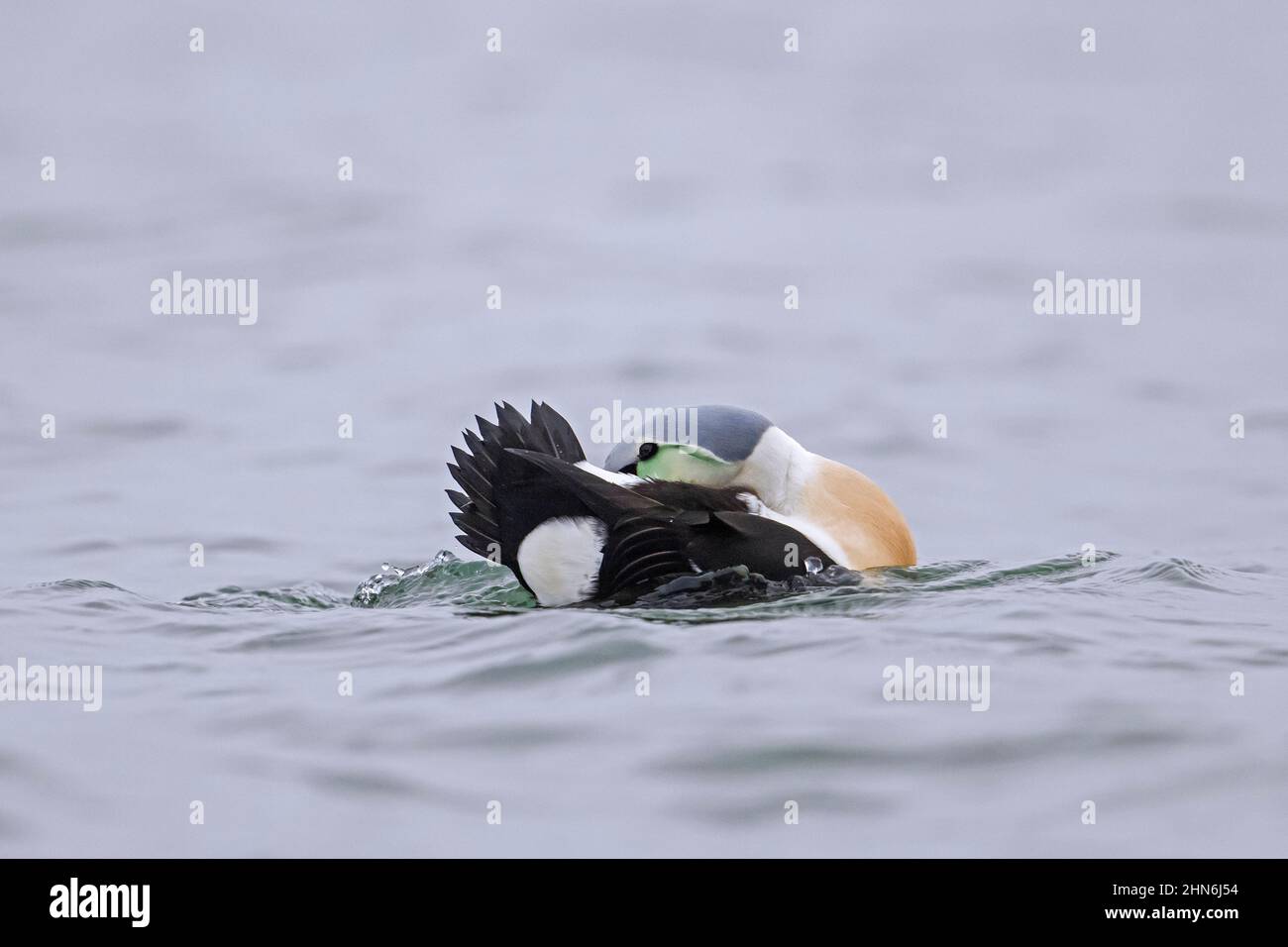 King eider (Somateria spectabilis / Anas spectabilis) sea duck male in ...