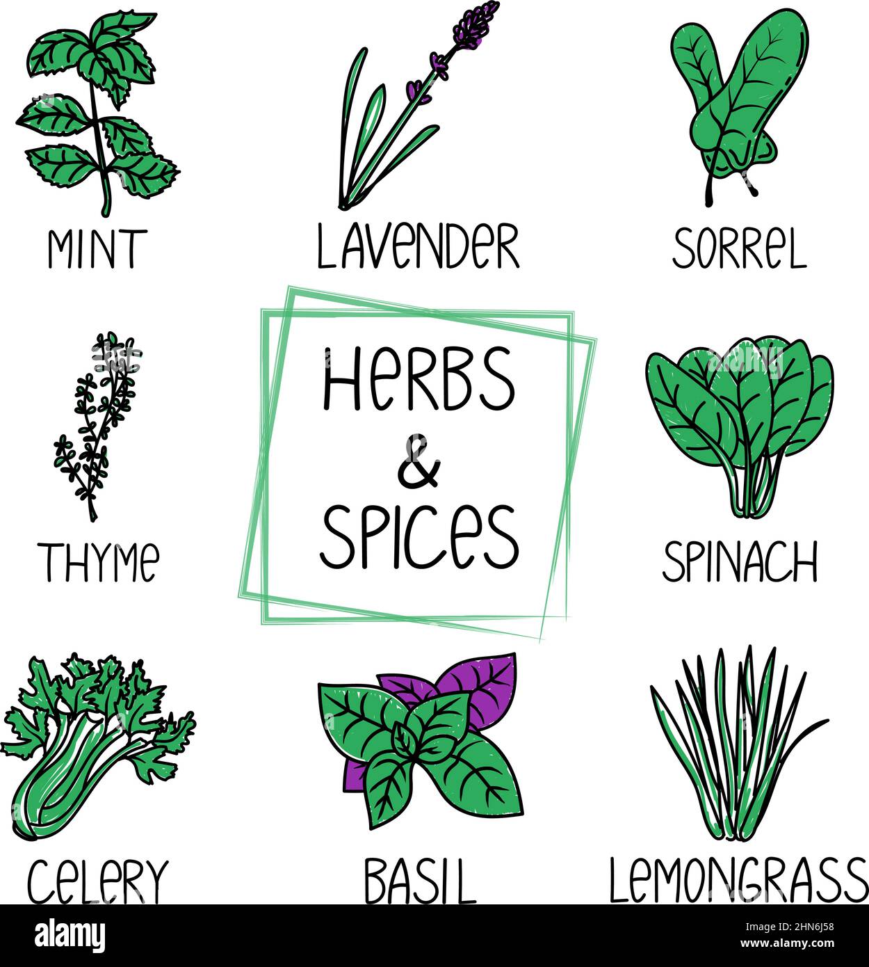 Lavender thyme oregano Stock Vector Images - Alamy