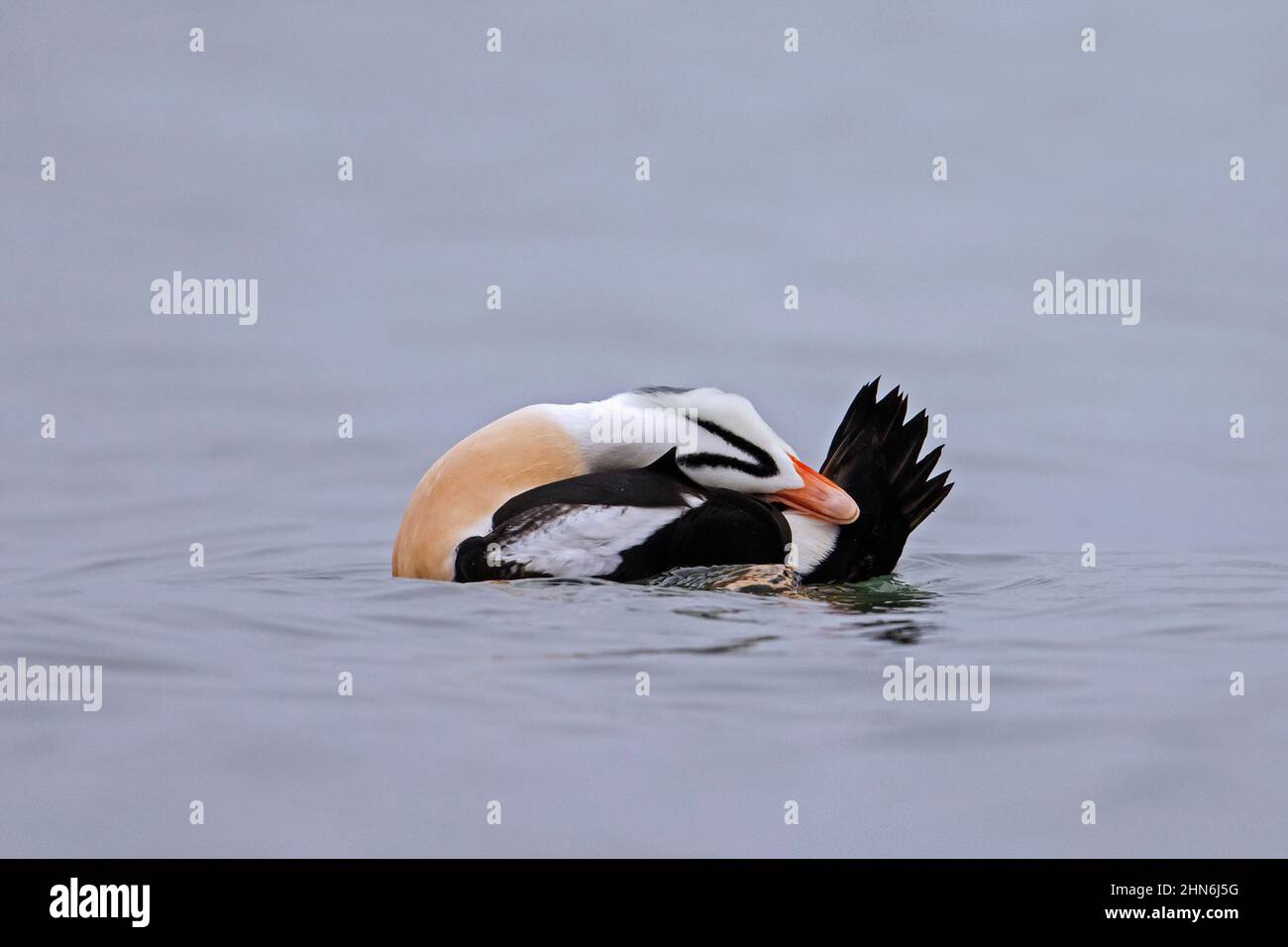 King eider (Somateria spectabilis / Anas spectabilis) sea duck male in ...