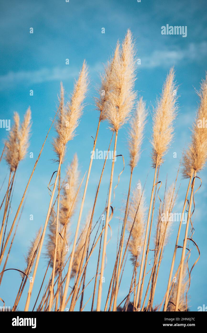 Spike grass hi-res stock photography and images - Alamy