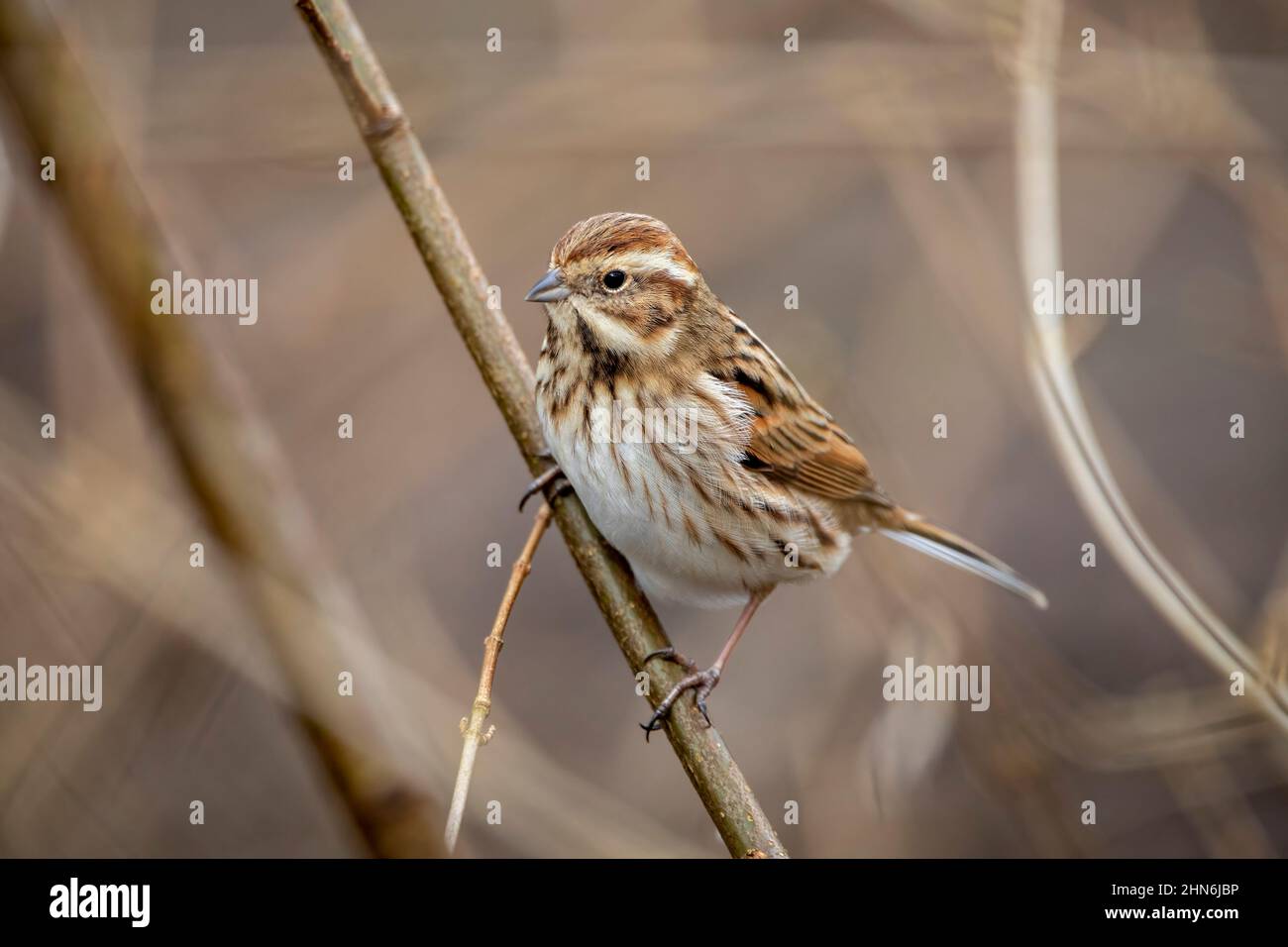 Female reed bunting perched hi-res stock photography and images - Alamy