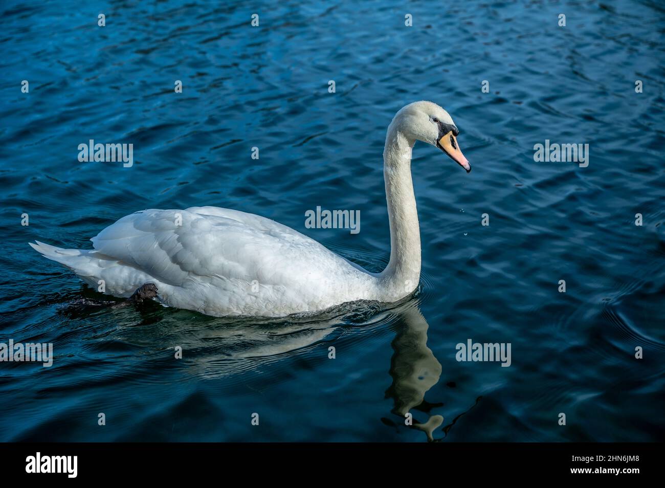 Swan floats on the water and a drop of water falls from the beak Stock ...
