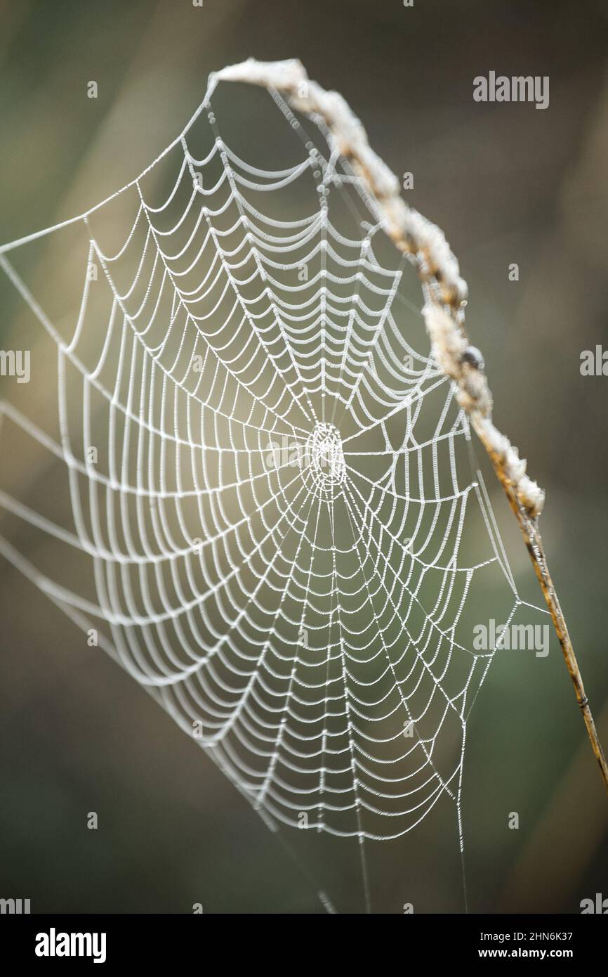 Spider web in the morning landscape during Indian summer Stock Photo ...