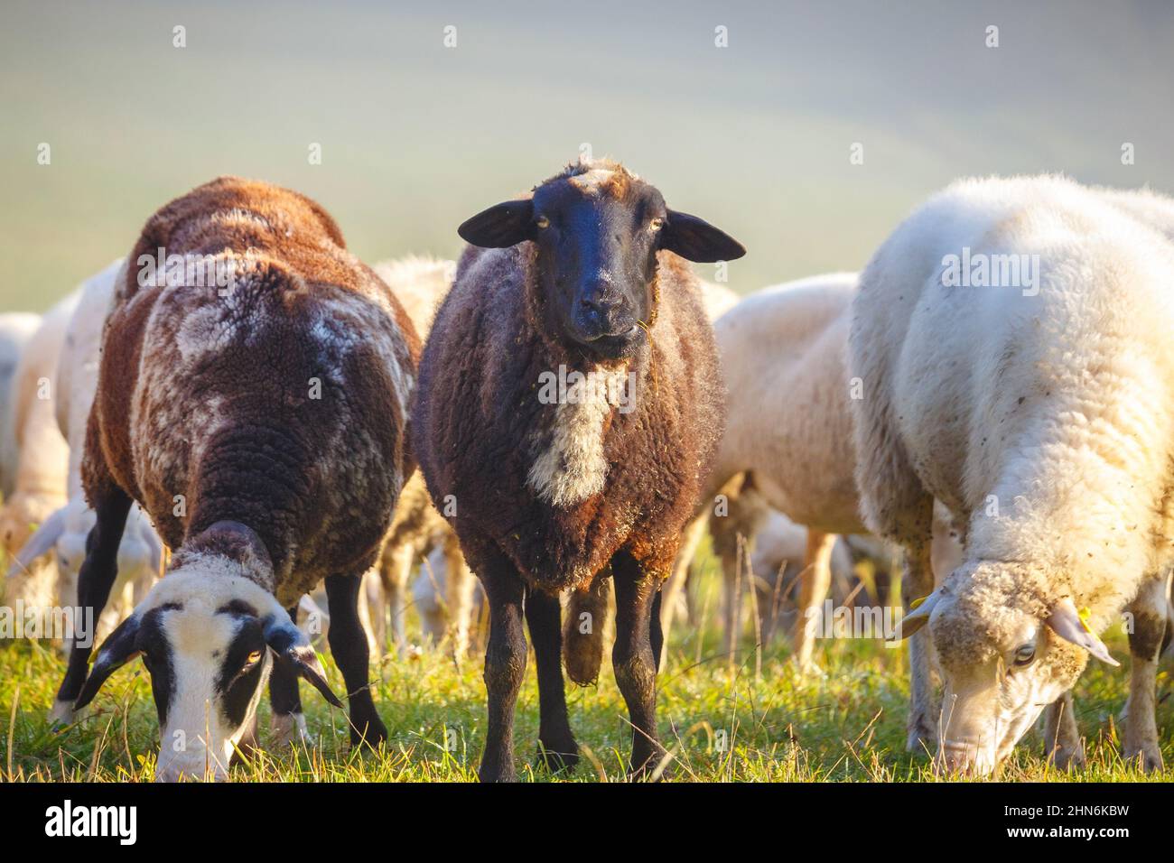 White spotted ram hi-res stock photography and images - Alamy