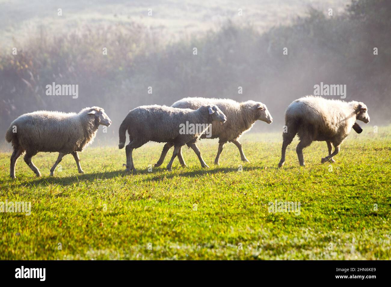 White sheeps hi-res stock photography and images - Alamy