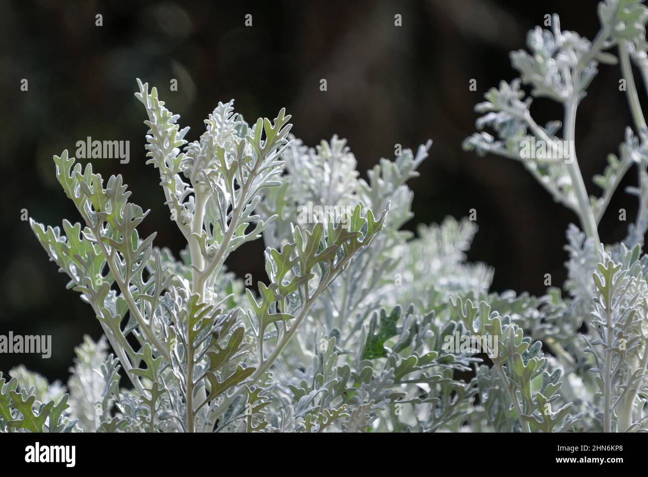 Silver dust hi-res stock photography and images - Alamy