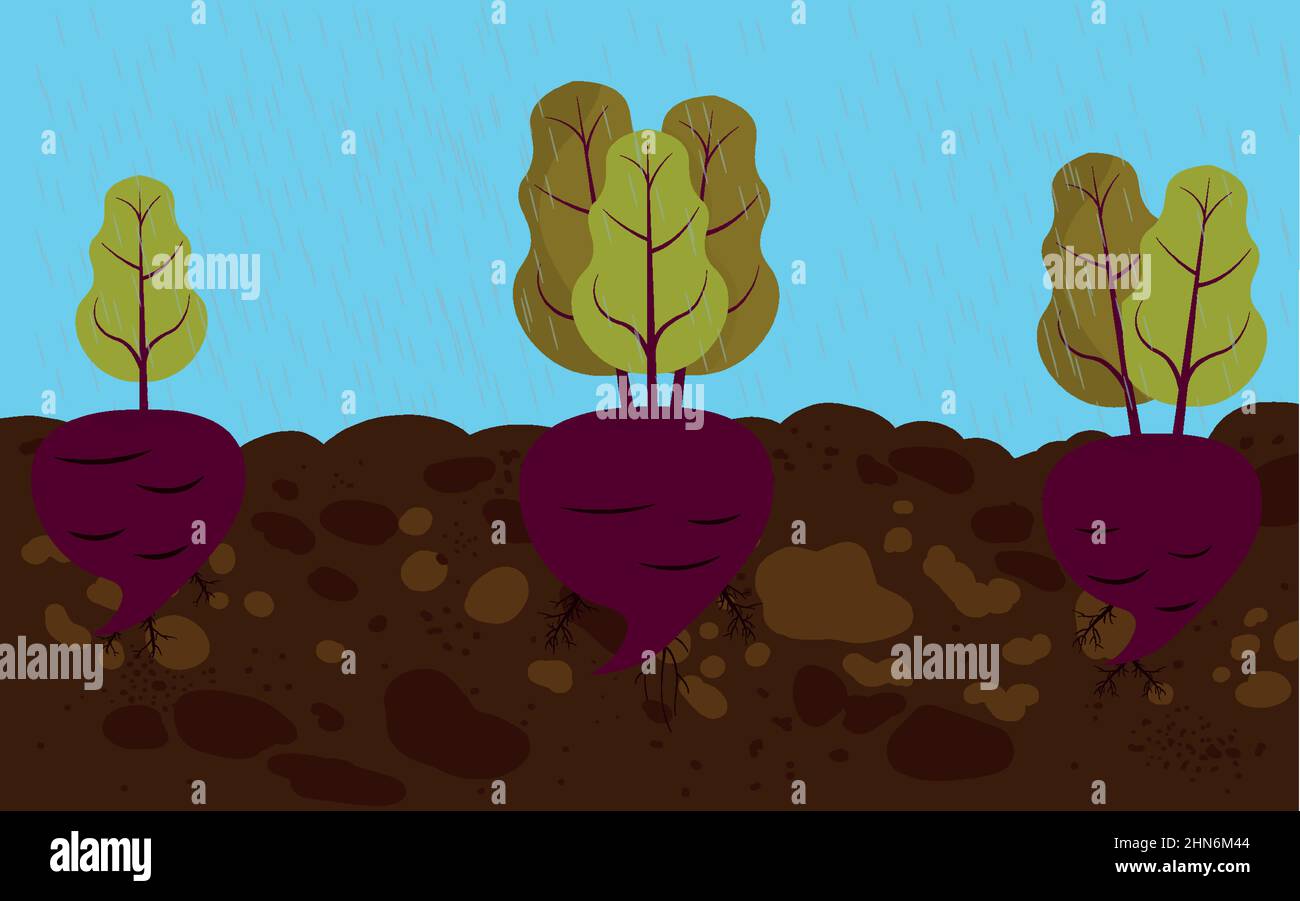 Planted vegetables,beetroot,Growing in soil fresh organic healthy food ...