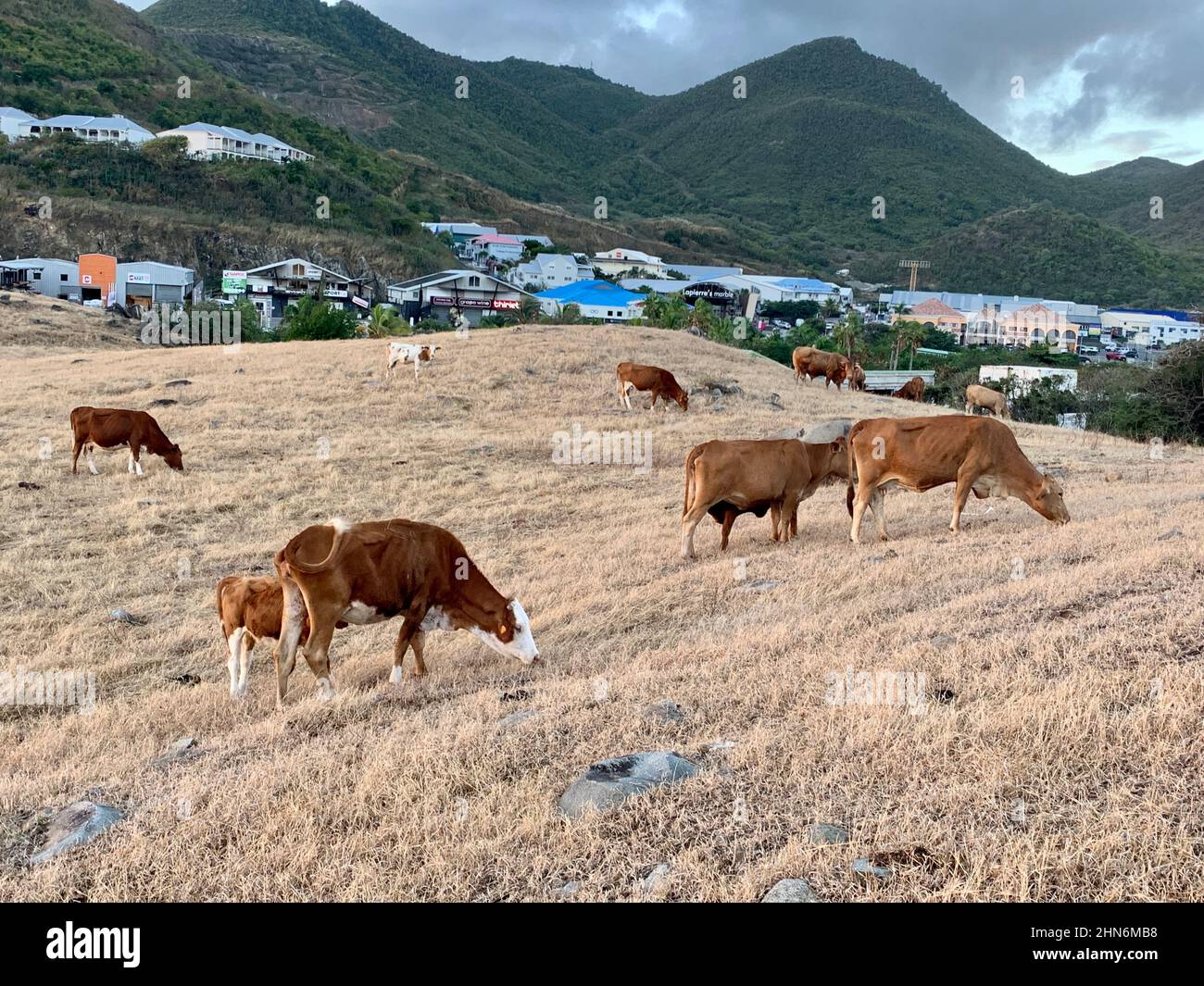 Cattle grazing at Hope Estate on the tropical Caribbean island of Saint ...