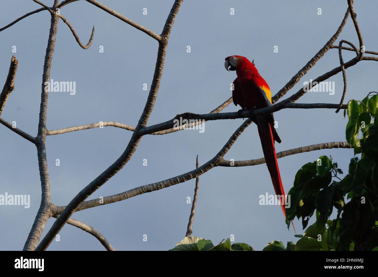 Red macaw hi-res stock photography and images - Alamy