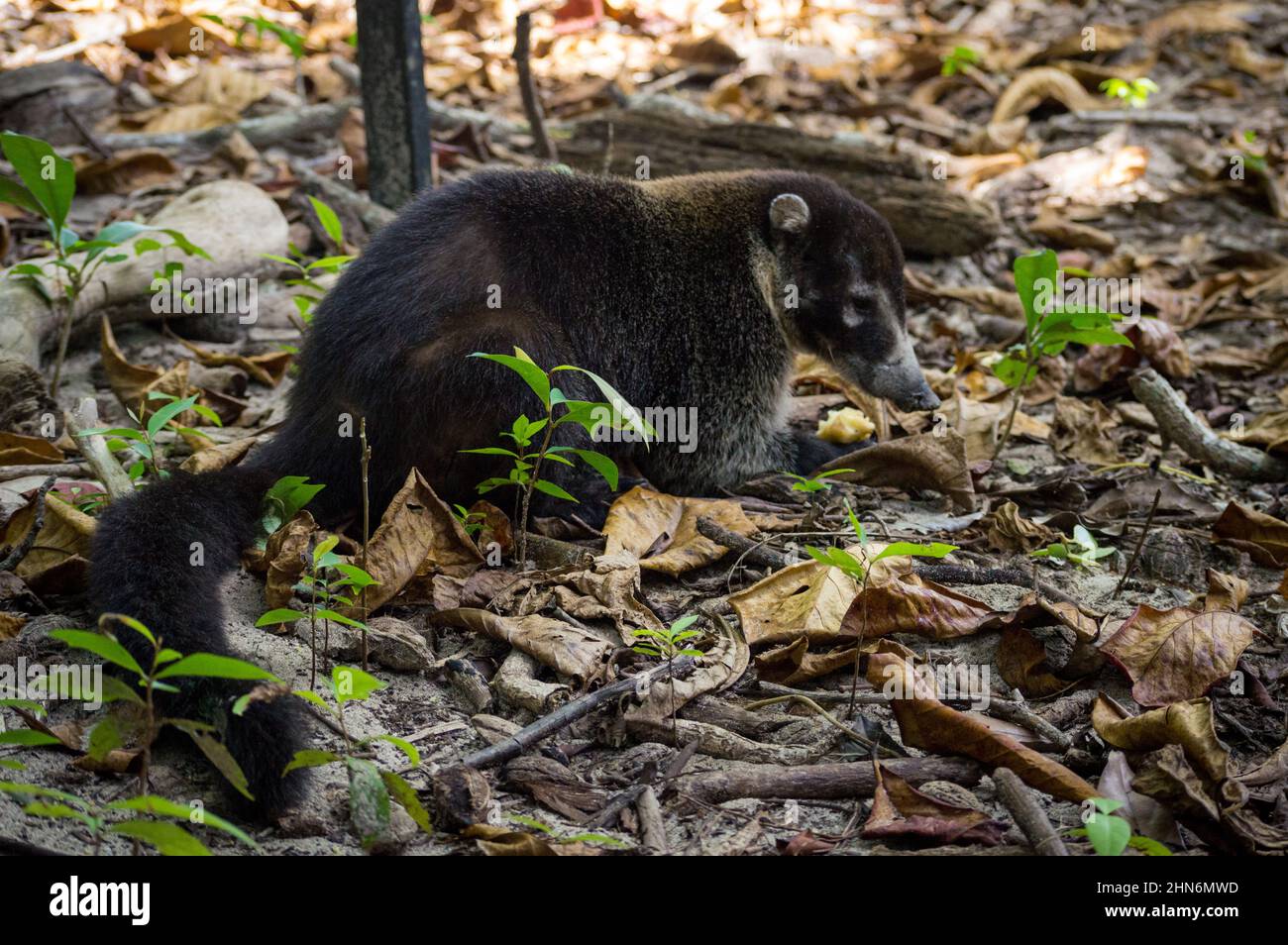 Pizote coati hi-res stock photography and images - Alamy
